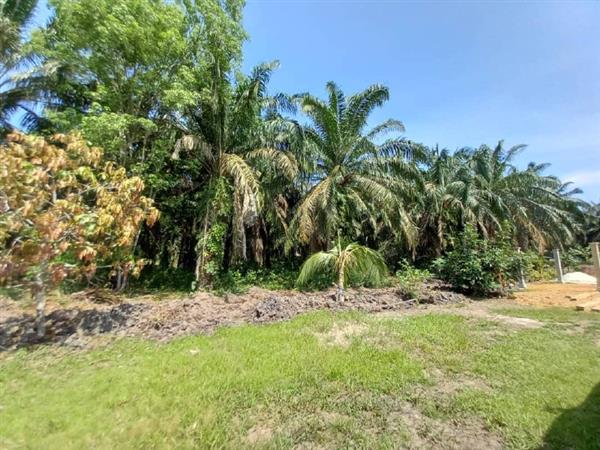 TANAH PERTANIAN PARIT ANDIN 3 PARIT YAANI MUKIM TANJONG SEMBRONG BATU ...